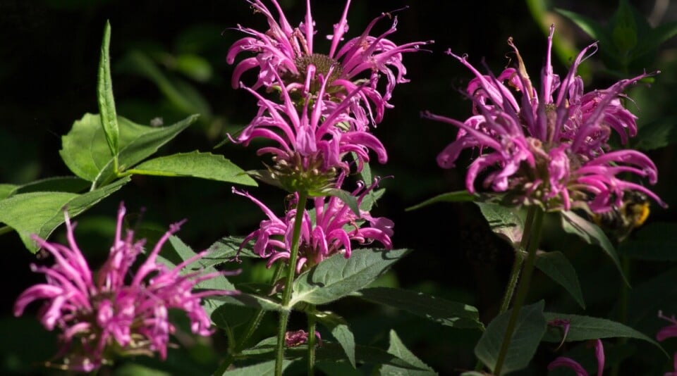 How to Plant, Grow and Care For Wild Bergamot
