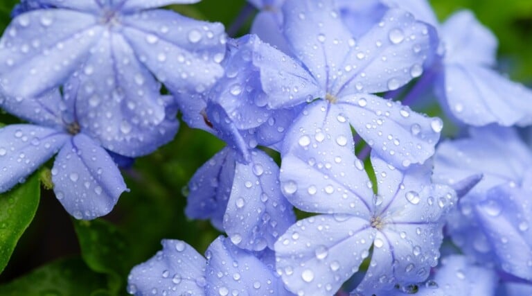 How to Plant, Grow and Care For Plumbago Flowers