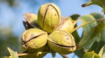 How to Plant, Grow and Care For Pecan Trees