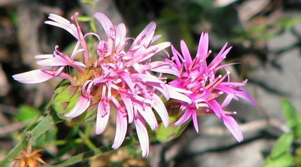 How to Plant, Grow and Care For Palafox