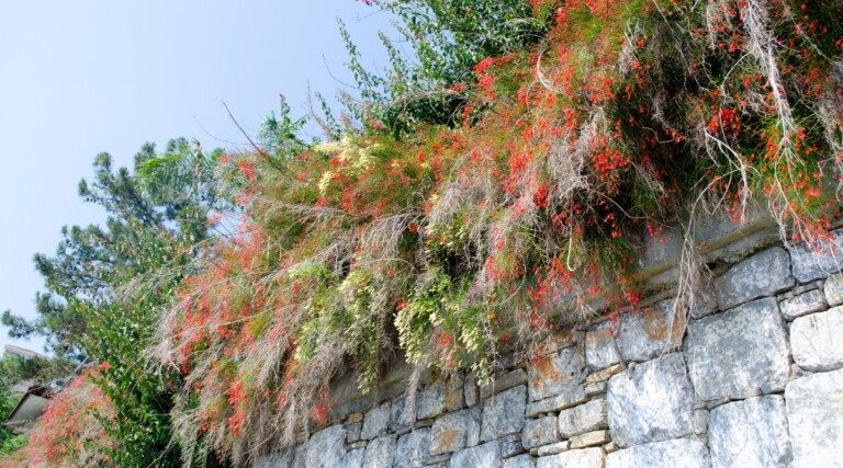 How to Plant, Grow, and Care for Firecracker Plants