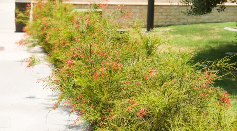 How to Plant, Grow, and Care for Firecracker Plants