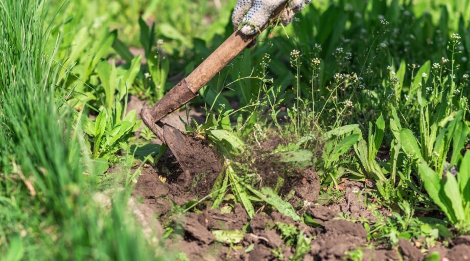 10 Ways to Spend Less Time Weeding