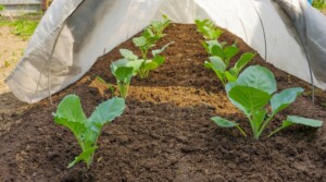 11 Amazing Uses For Row Cover in Your Garden