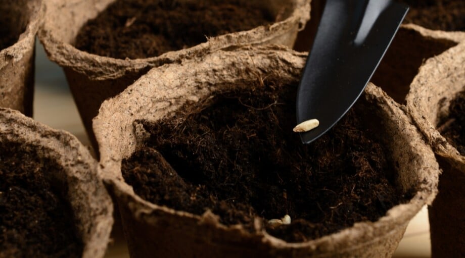 How to Plant, Grow, and Care for Chokeberry