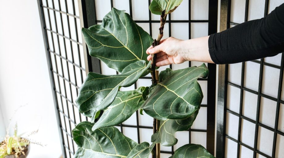 Plant Shaking: What is it, and Does it Actually Work?