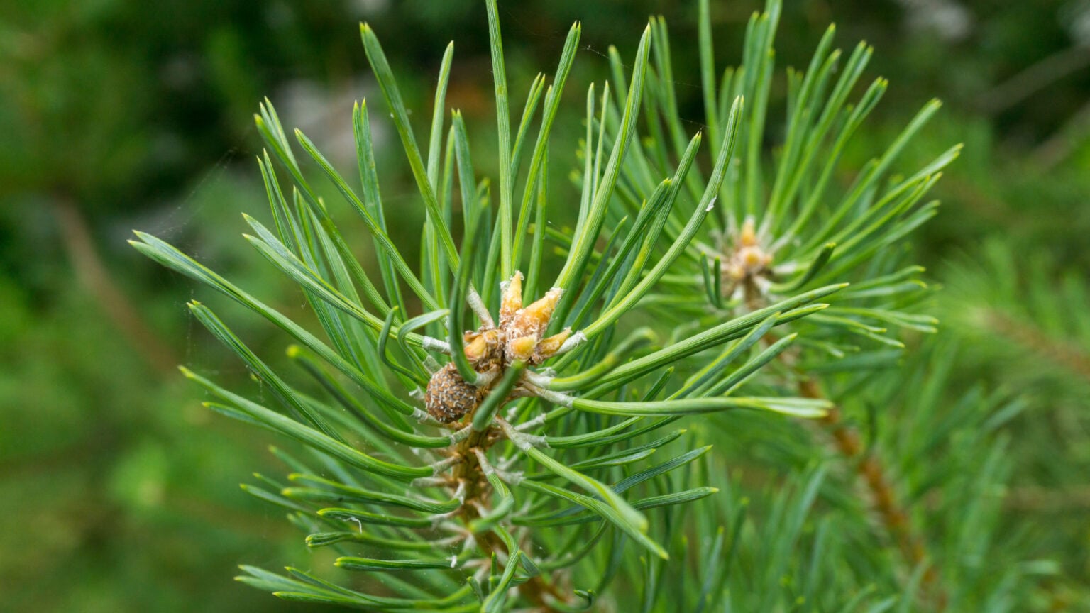 61 Different Types of Pine Trees With Pictures