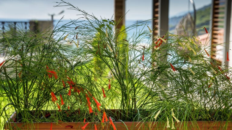How to Plant, Grow, and Care for Firecracker Plants