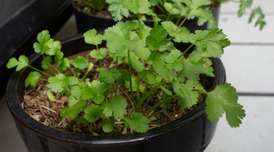 13 Easy Herbs to Grow in Containers