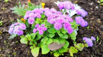 How to Plant, Grow, and Care for Floss Flower