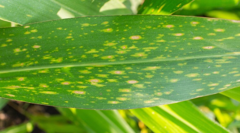 11 Corn-Growing Problems You Might Face