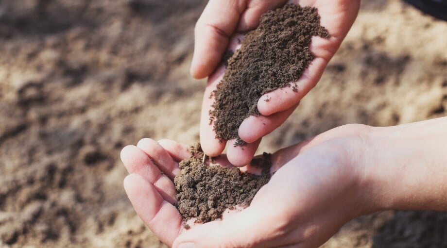 How to Plant, Grow, and Care for Chokeberry