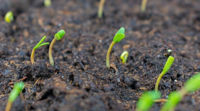 39 Seeds to Plant in Fall for Spring Blooms