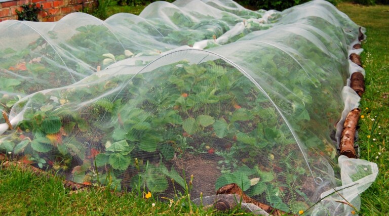 11 Amazing Uses For Row Cover in Your Garden