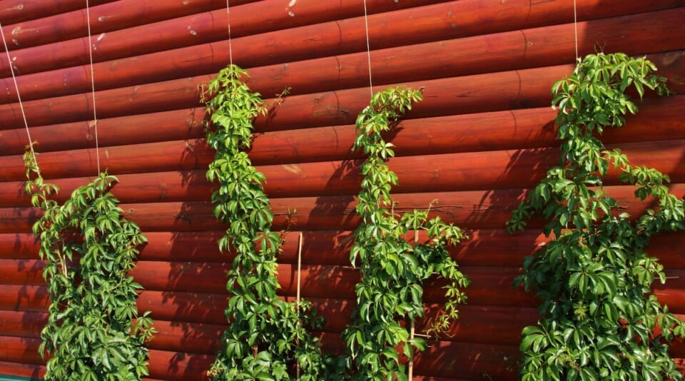 How to Plant, Grow and Care For Virginia Creeper
