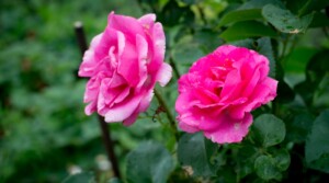 17 Roses That Thrive on Neglect