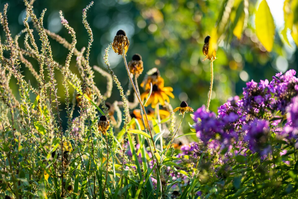 How to Design Your Landscape for Ultimate Fall Color
