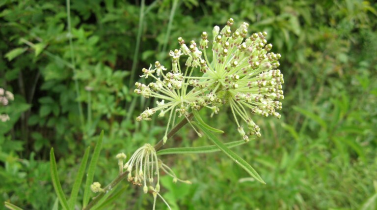 21 Species of Native Milkweed for Attracting Butterflies