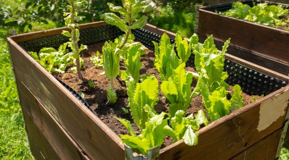 How to Grow a Pet-Friendly Garden