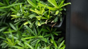 How to Plant, Grow, and Care for Podocarpus