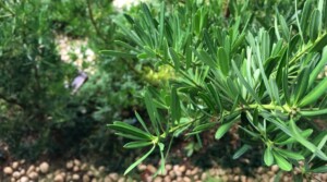 How to Plant, Grow, and Care for Podocarpus
