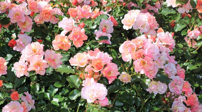 17 Roses That Thrive on Neglect