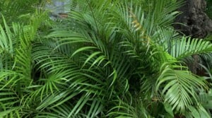 How to Plant, Grow, and Care for Areca Palms