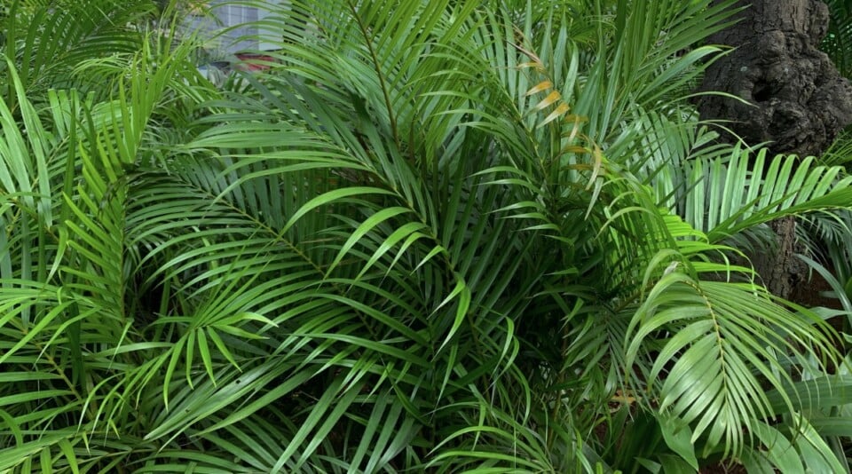 How to Plant, Grow, and Care for Areca Palms