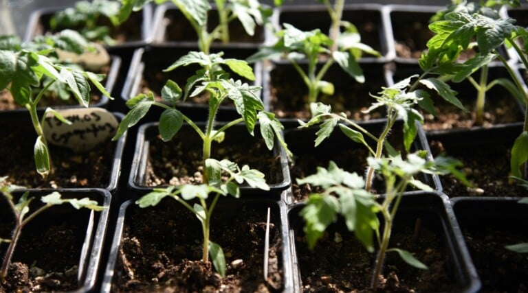 How to Plant, Grow, and Care for Cherokee Purple Tomatoes