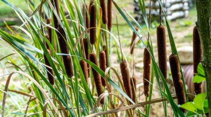 11 Aquatic Plants for Your Garden Pond