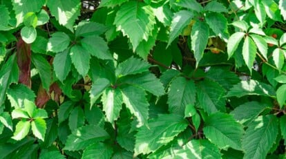 How to Plant, Grow and Care For Virginia Creeper