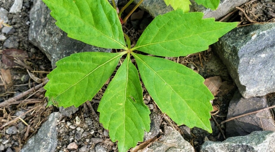 How to Plant, Grow and Care For Virginia Creeper