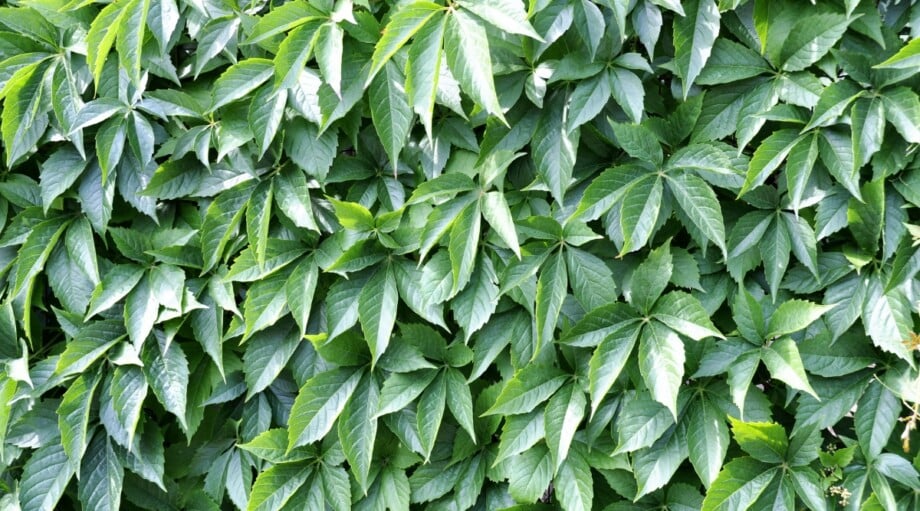 How to Plant, Grow and Care For Virginia Creeper