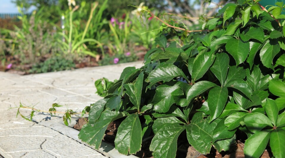 How to Plant, Grow and Care For Virginia Creeper