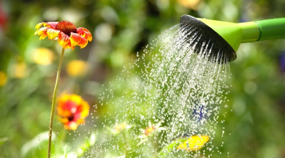 How to Plant, Grow, and Care for Strawflowers