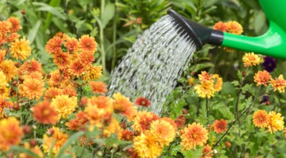 When is the Best Time to Plant Fall Mums?