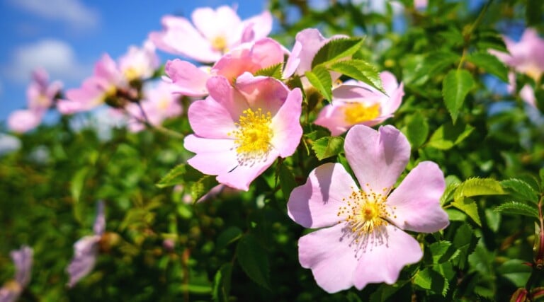 21 Native Herbs to Grow this Season