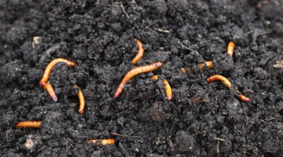11 Corn-Growing Problems You Might Face