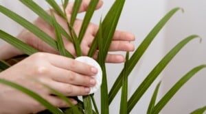 How to Plant, Grow, and Care for Areca Palms