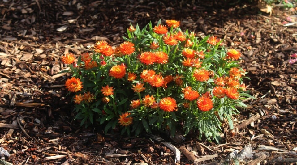 How to Plant, Grow, and Care for Strawflowers
