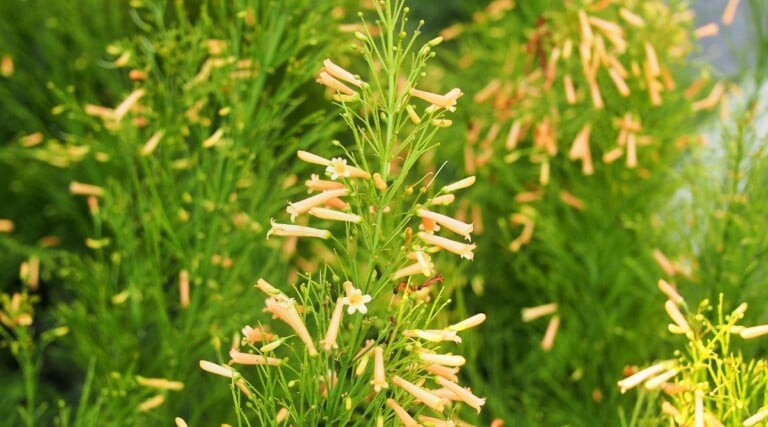 How to Plant, Grow, and Care for Firecracker Plants