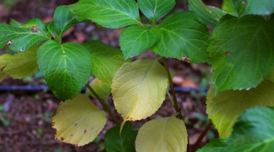 7 Signs of an Underwatered Hydrangea