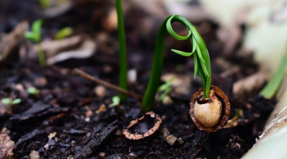 How to Plant, Grow, and Care for Podocarpus