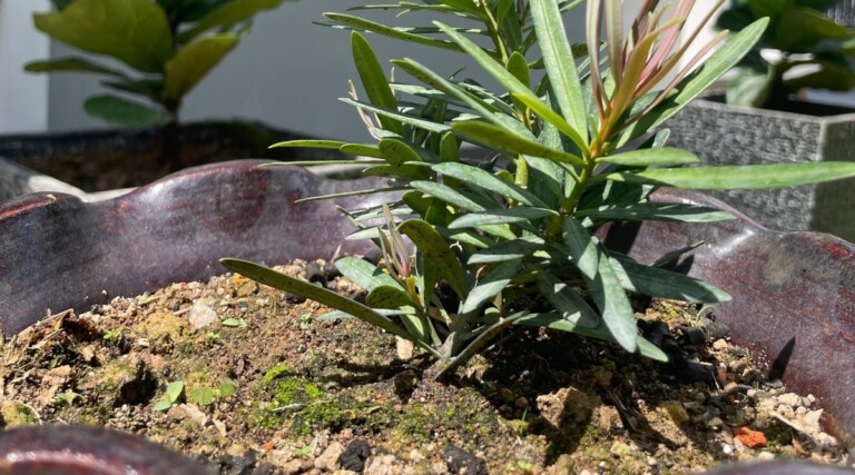 How to Plant, Grow, and Care for Podocarpus