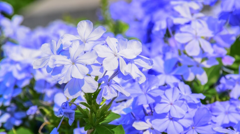 How to Plant, Grow and Care For Plumbago Flowers