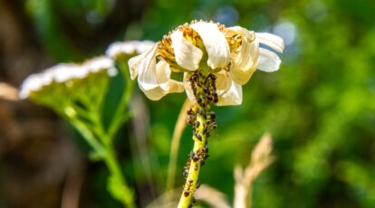 How to Plant a Biocontrolled Garden to Regulate Pests