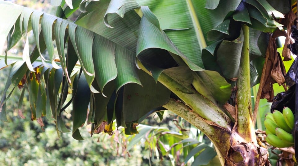 How to Plant, Grow, and Care for Banana Plants