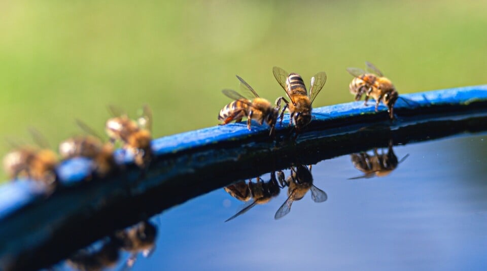 11 Types of Bees and How to Attract Them to Your Garden