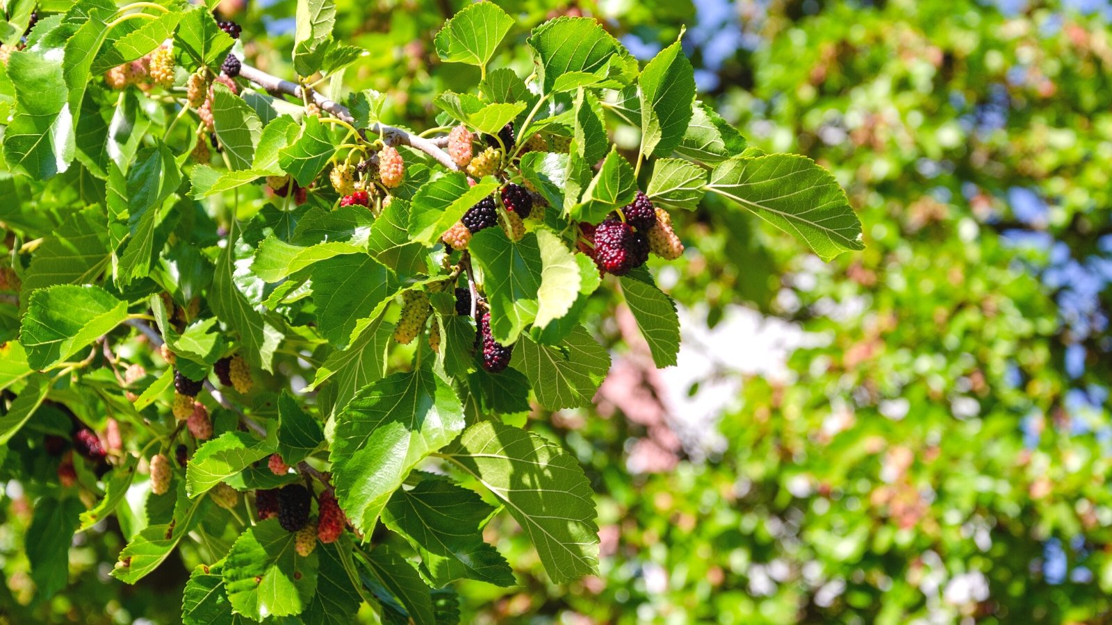 What Trees Work Best in a Permaculture Garden?