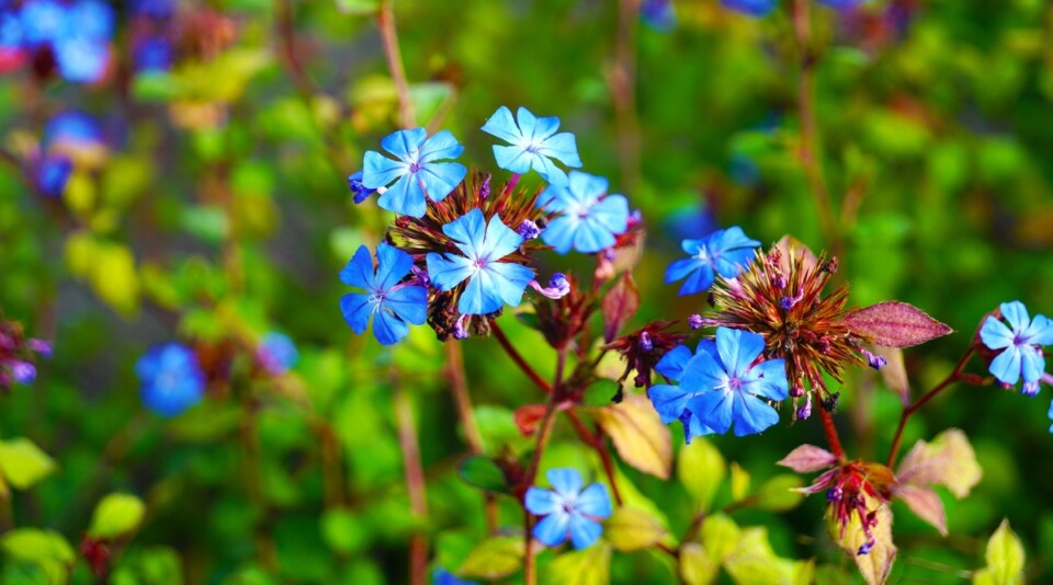 How to Plant, Grow and Care For Plumbago Flowers